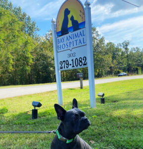 Bay Animal Hospital | Veterinarian Townsend, DE